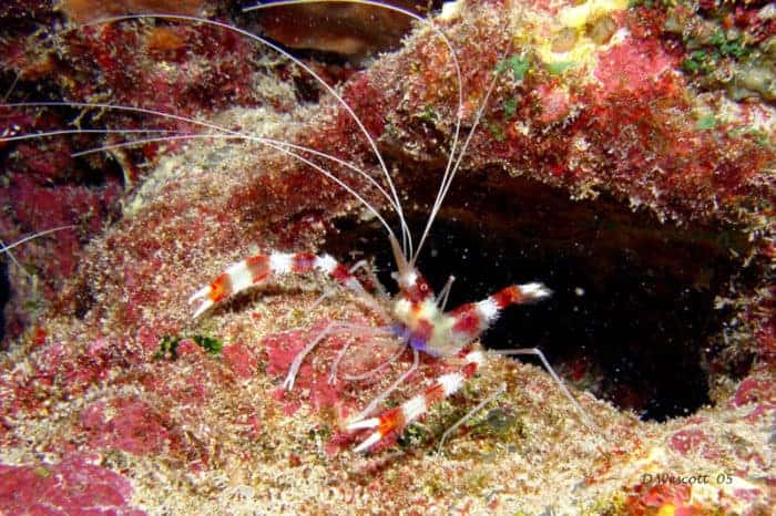 Reef Check Foundation | Supporting the World's Reefs