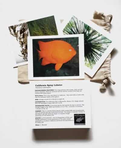 Reef Check California Species ID Cards - Reef Check