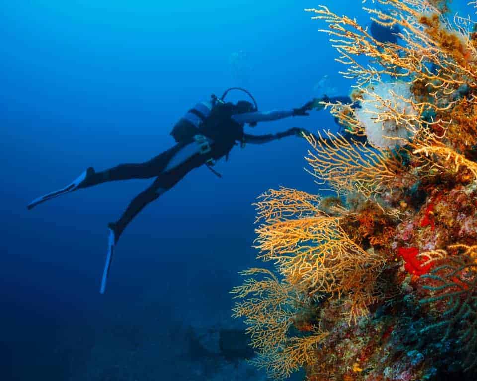 Tropical Program | Reef Check Foundation