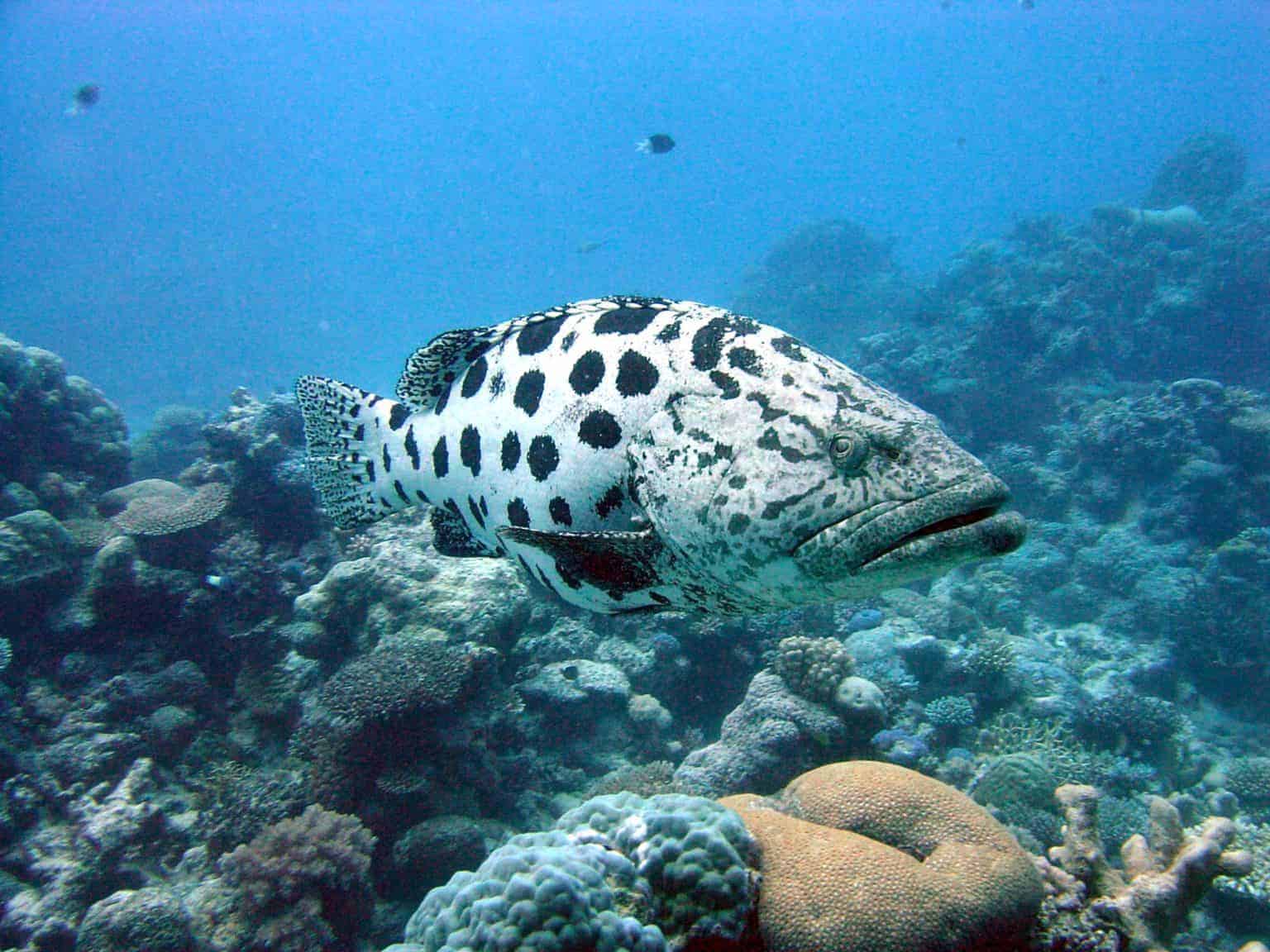 Reef Check Foundation | Supporting the World's Reefs