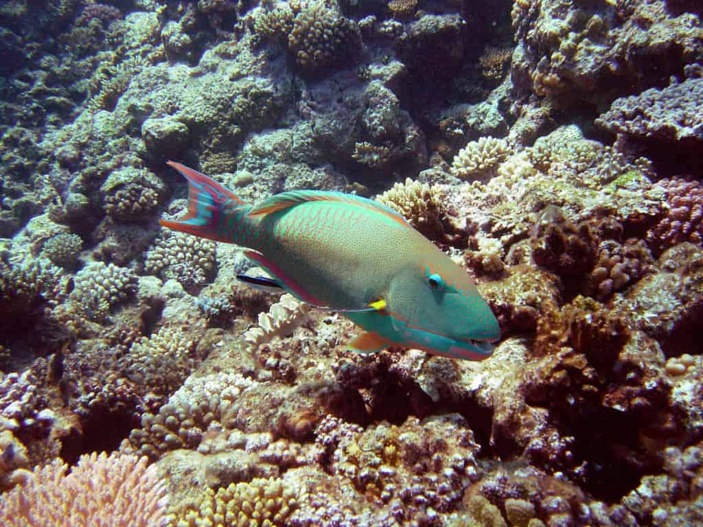 Parrotfish - Reef Check