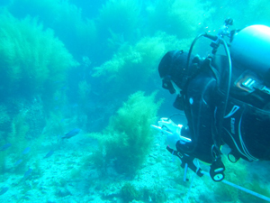 Invasive Seaweed Sargassum horneri Spreading in Southern California ...
