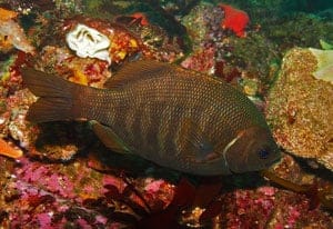 Recent Paper Shows Genetic Diversity Affects How Fish Populations Grow ...