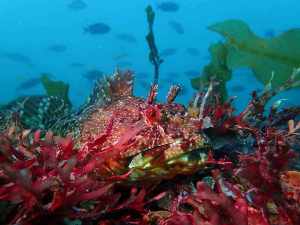 Reef Check Foundation | Supporting the World's Reefs