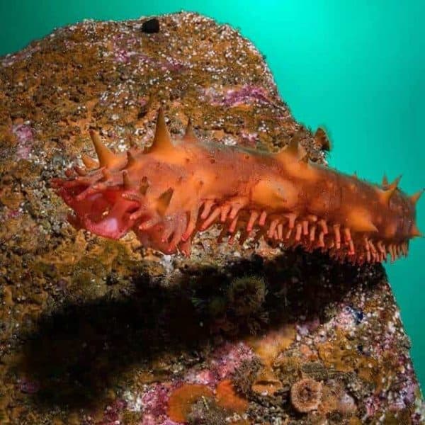 Reef Check Foundation | Supporting the World's Reefs