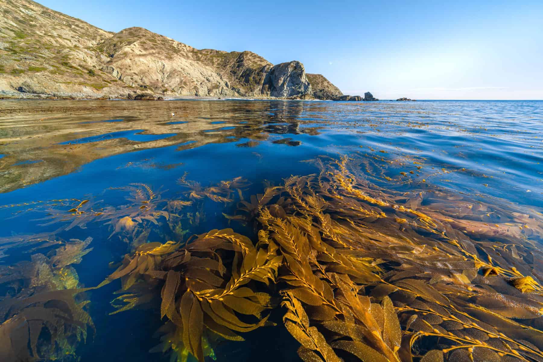 Kelp Forest Program | Sustainable Reefs | Reef Check Foundation