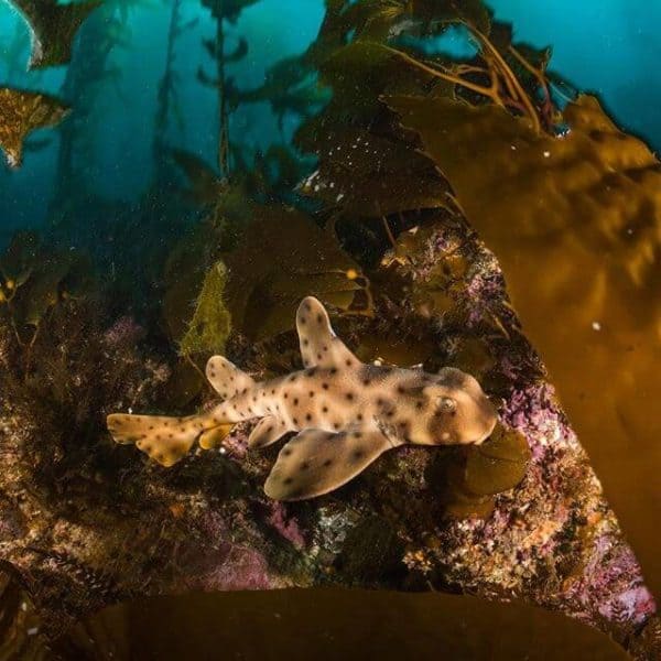 Reef Check Foundation | Supporting the World's Reefs