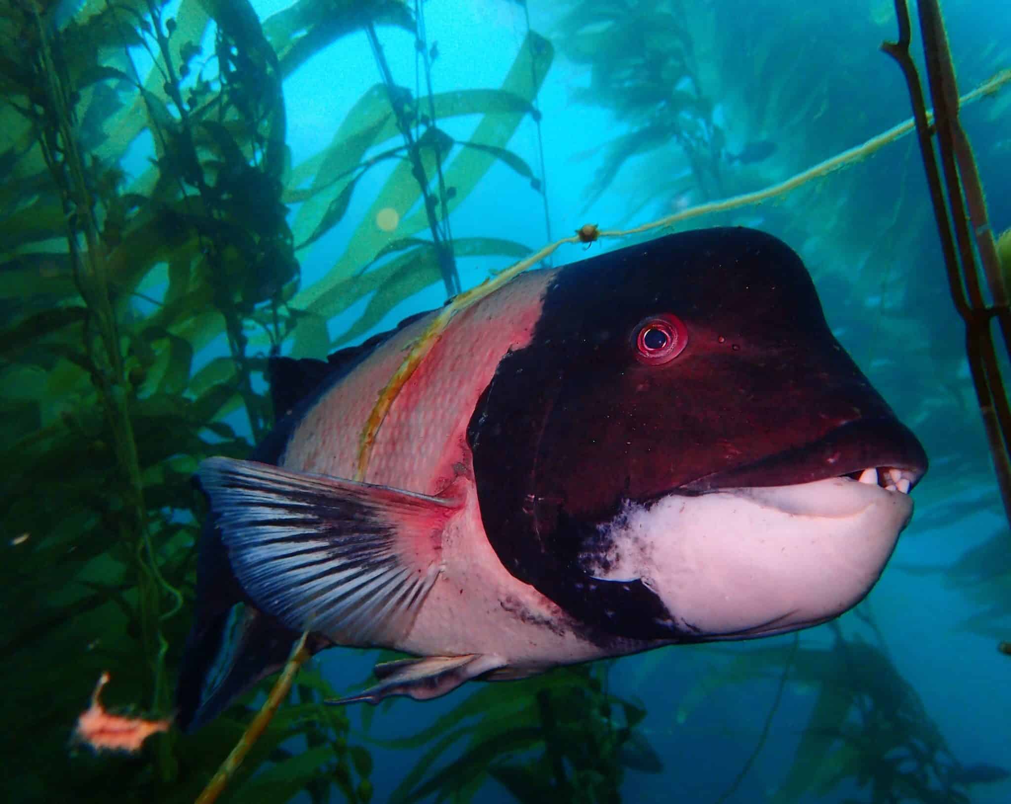 Reef Check Foundation | Supporting the World's Reefs