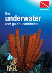 Underwater Guides - Reef Check