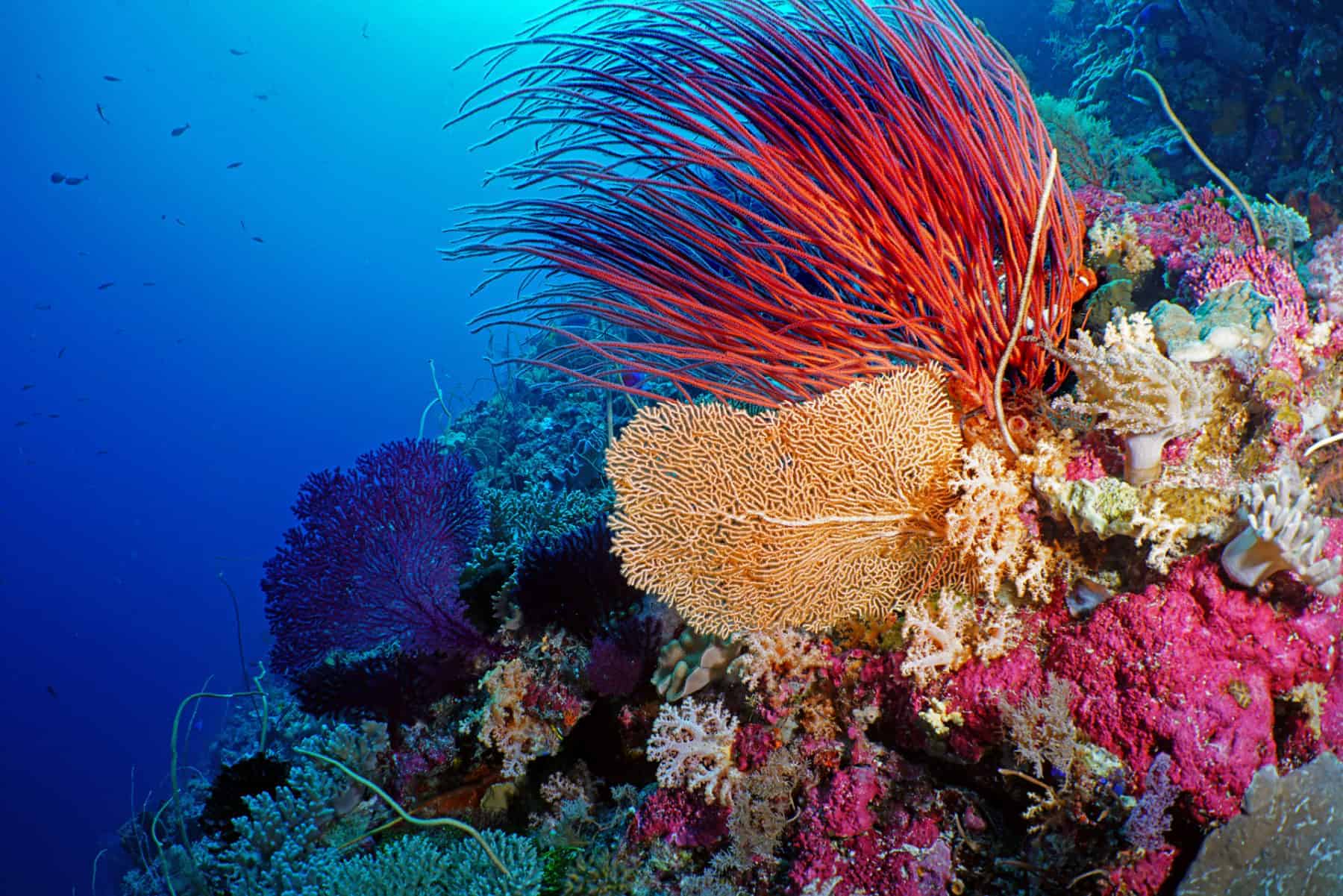 Tropical Monitoring Instruction | Reef Check Foundation