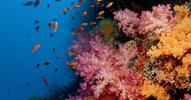 Fourth Global Coral Bleaching Event Confirmed Reef Check