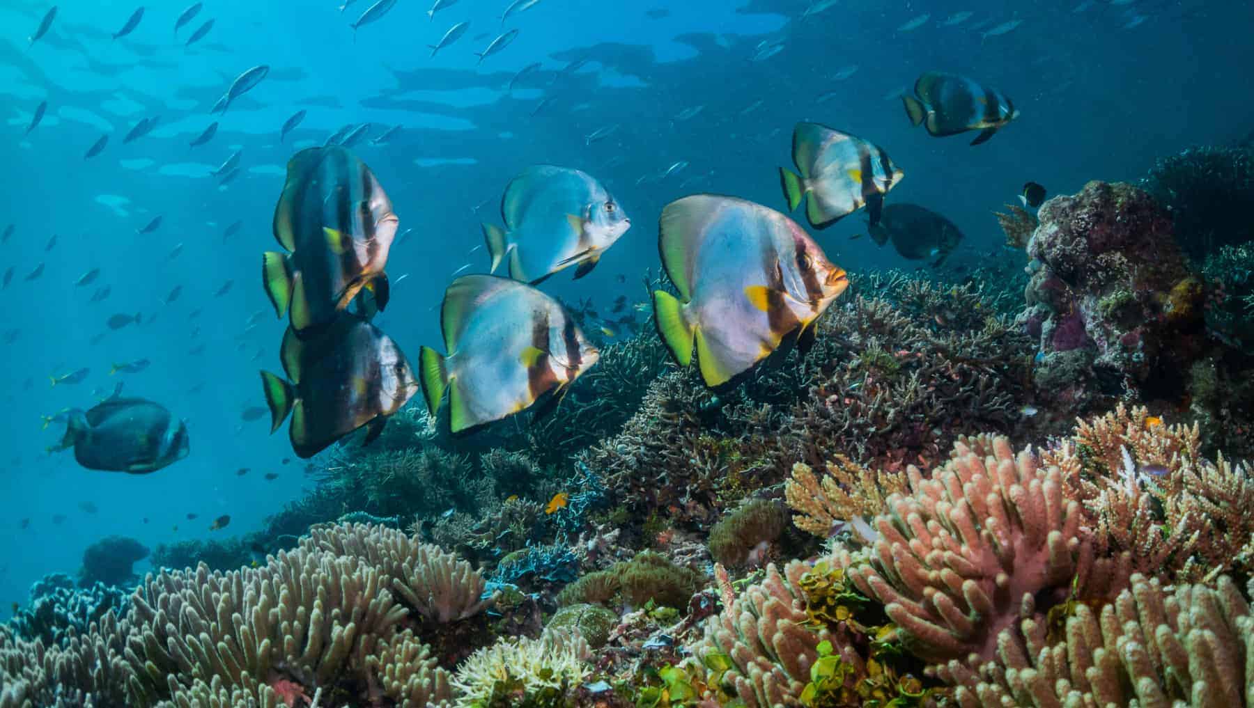 Press Archive - Reef Check