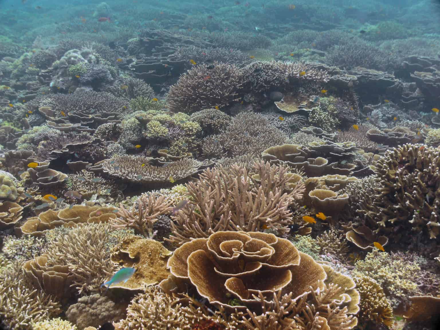 Coral Reef Program | Reef Check Foundation