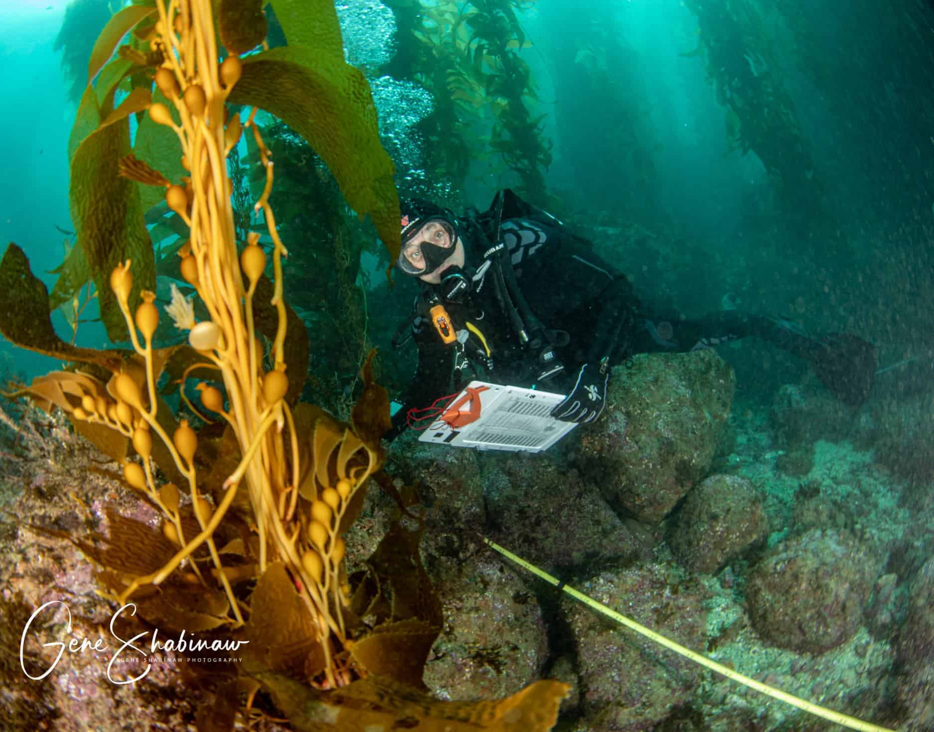 Volunteer Corner - Reef Check