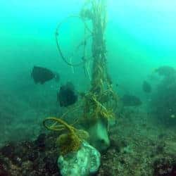 Reef Check Foundation | Supporting the World's Reefs