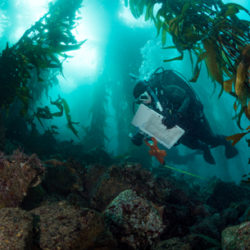 Reef Check Foundation | Supporting the World's Reefs