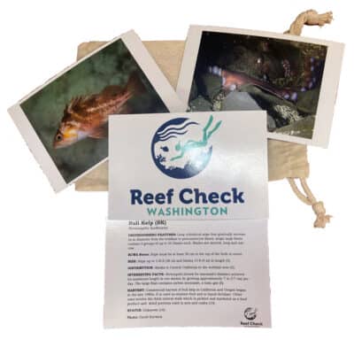 Reef Check Washington Species ID Cards - Reef Check