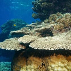 Reef Check Foundation | Supporting the World's Reefs