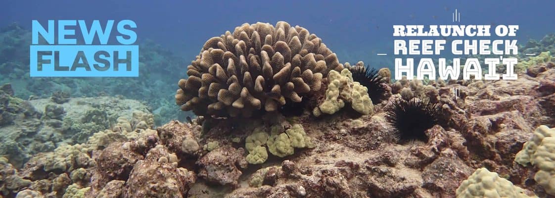 Reef Check Hawai’i to Relaunch this September - Reef Check